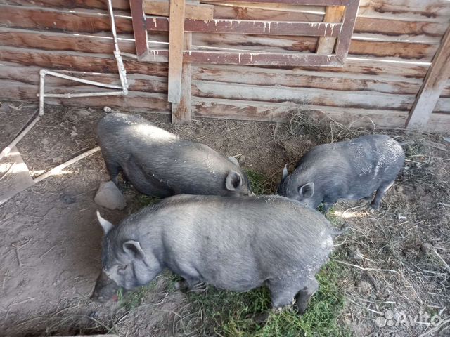 Свиньи Вьетнамские вислобрюхие