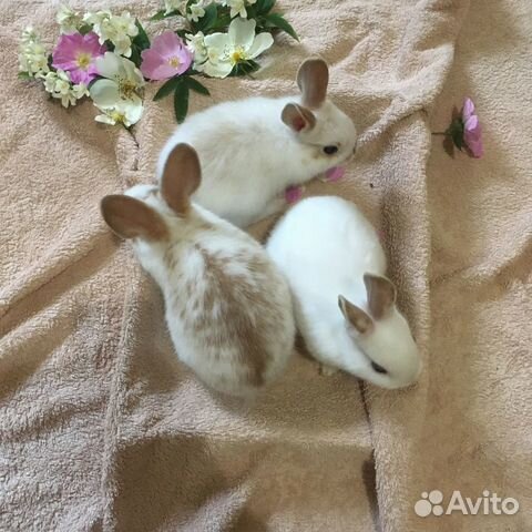 Декоративные карликовые кролики