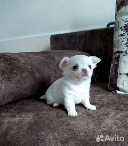 Чихуахуа кукляшка