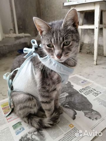 Ласковая стерилизованная кошечка в добрые руки