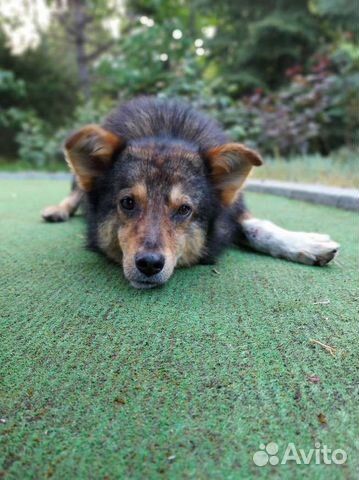 Собака мальчик бесплатно