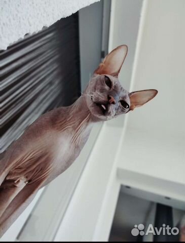 Кошки в добрые руки сфинкс