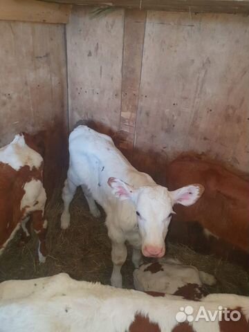 Телята бычки тёлочки. Породистые. Доставка