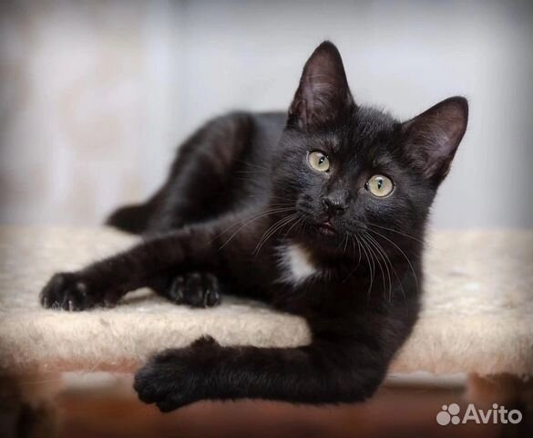 Шейла-4-х месячное дитя ищет свой настоящий дом