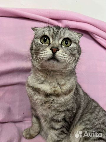 Шотландская вислоухая кошечка подросток в дар