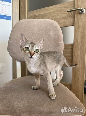 Сингапурская