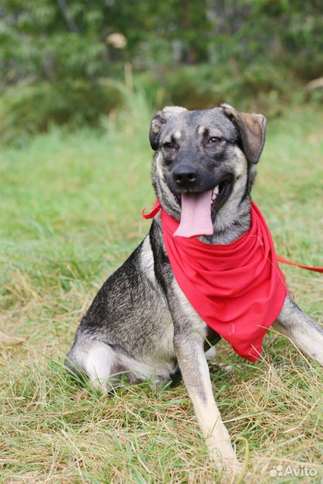 Щенок Грей в добрый руки из приюта