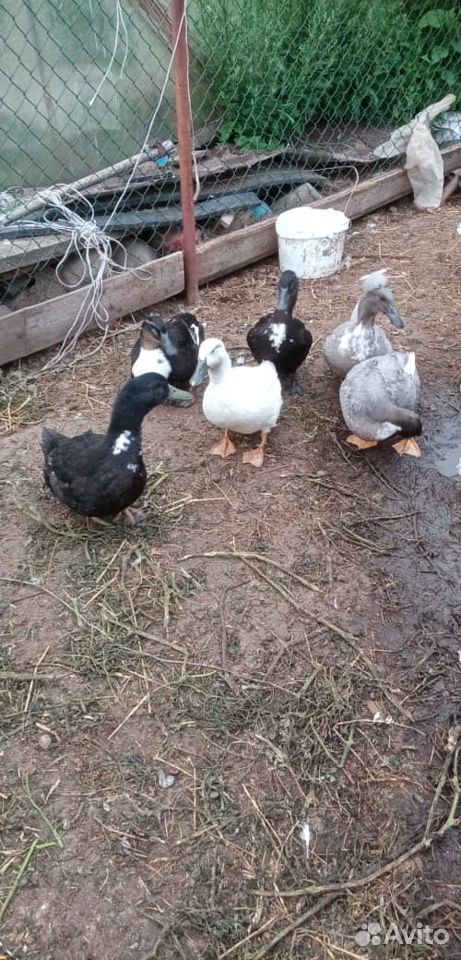 Утки и гуси