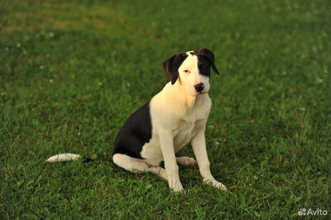 Питбуль (метис ) сука,возраст 5 мес