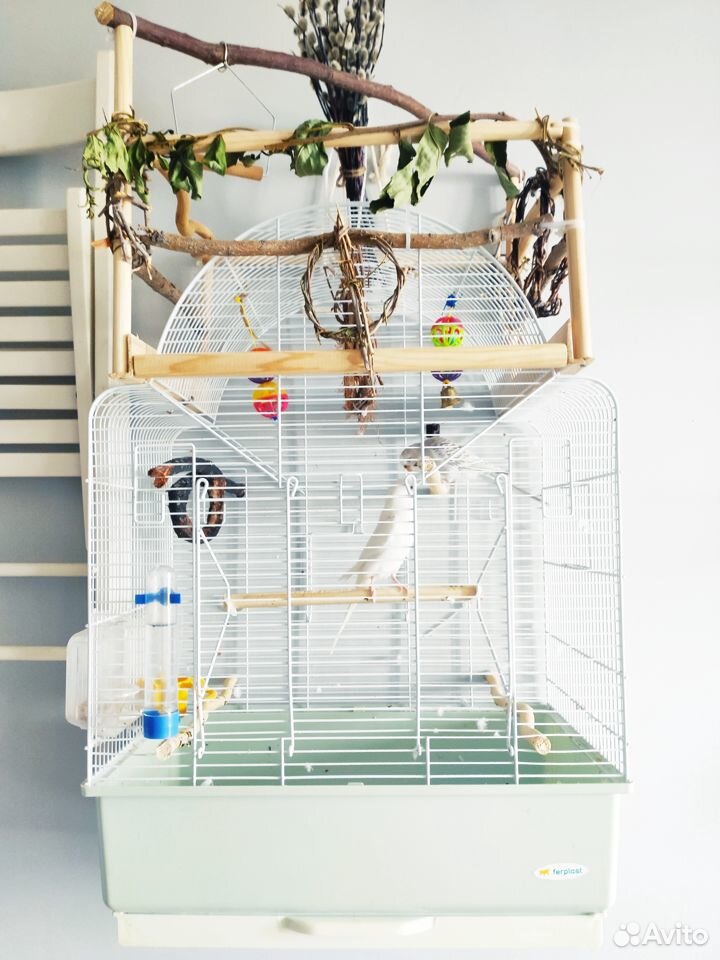 Пара волнистых попугаев с клеткой и стендом