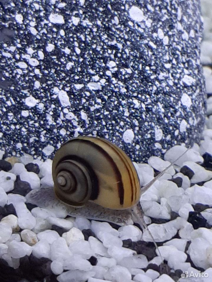 Улитка Спикси