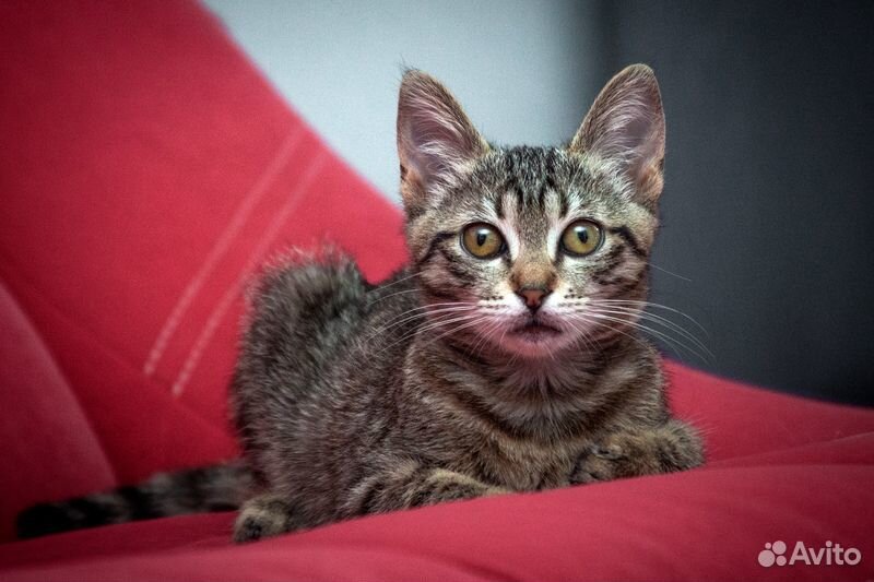 Малышка Марфа ищет котородителей