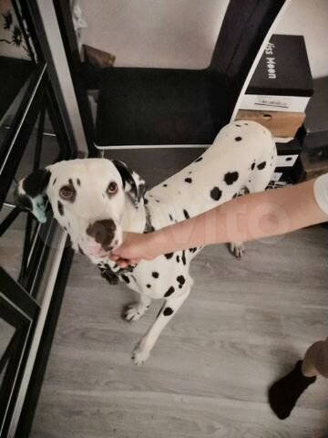 Далматина (мальчик) для вязки