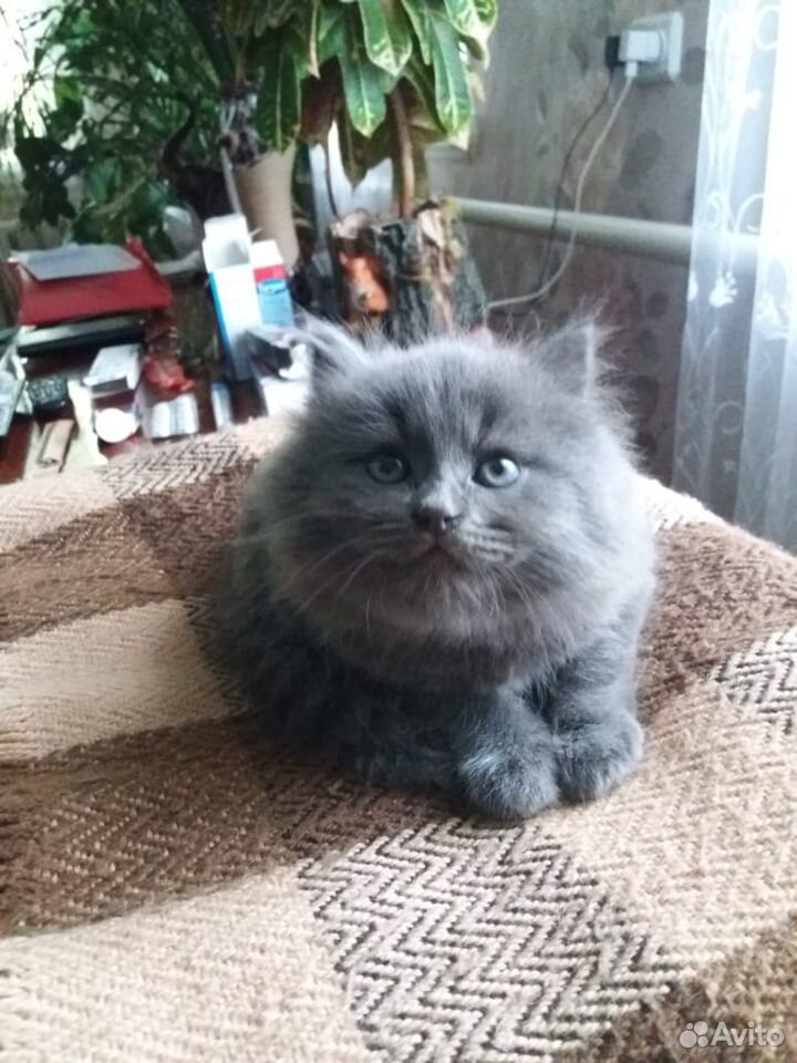 Отдам бесплатно прекрасного котика