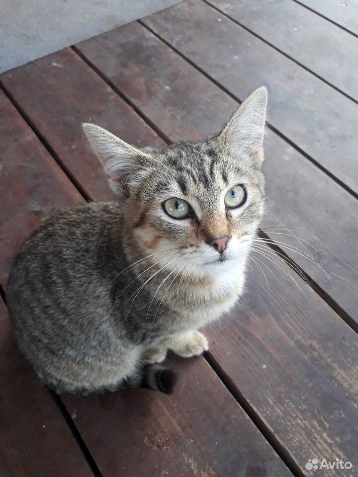 Ушастик ищет дом