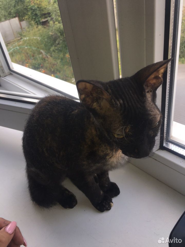 Котята сфинкс бесплатно