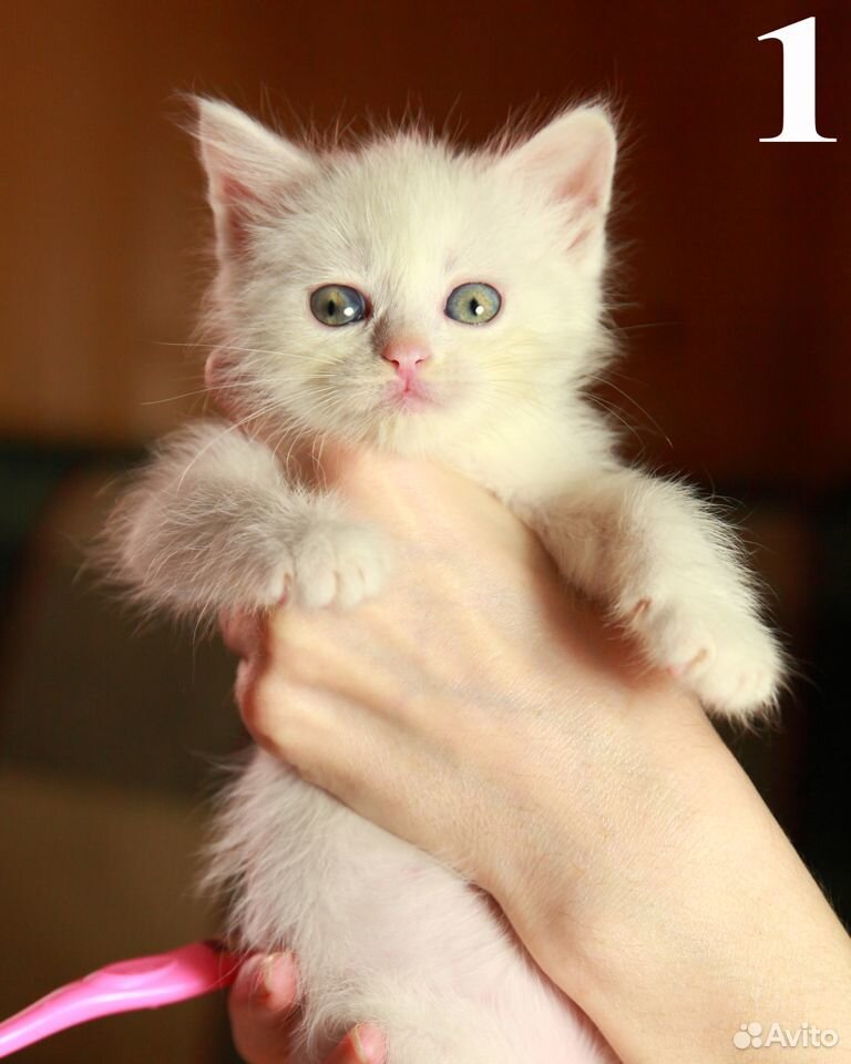 Разноцветные котята