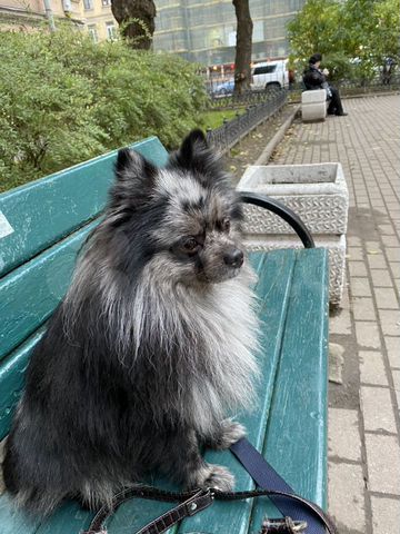 Шпиц померанец вязка