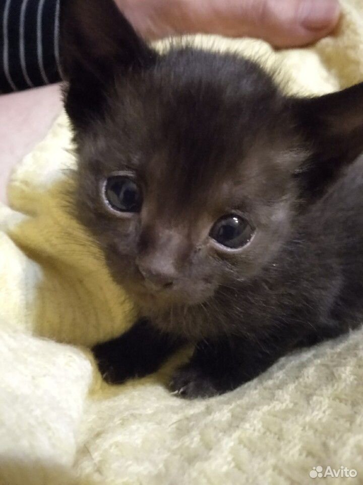 Котенок 1,5 месяца мальчик