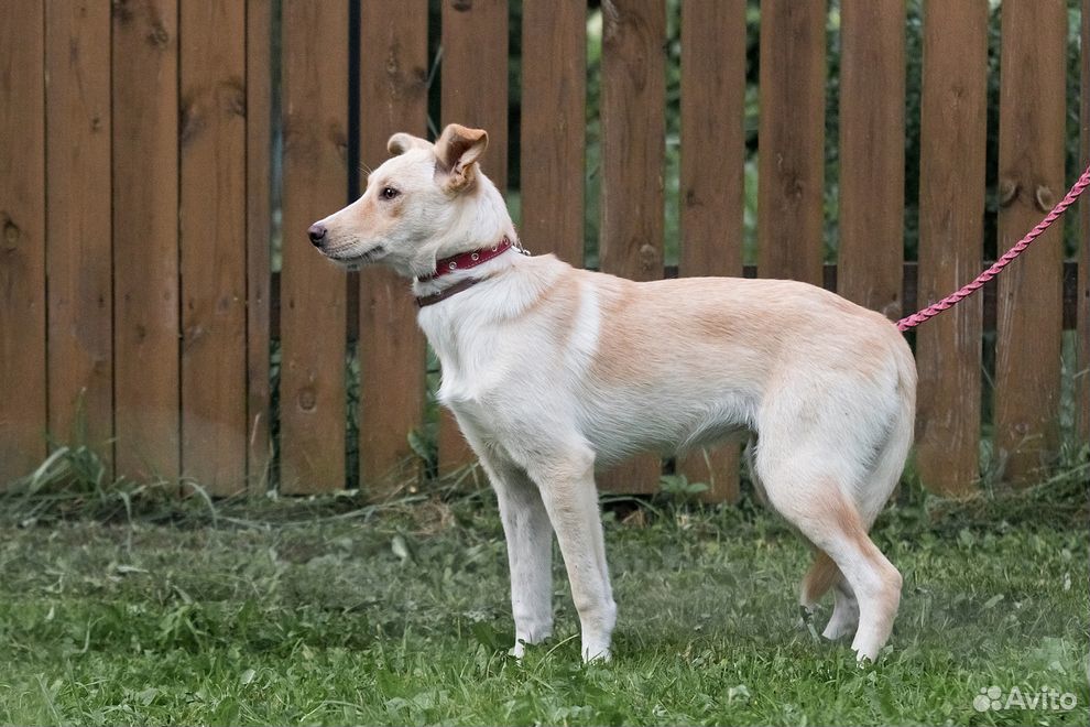 Отдам очень красивого щеночка Охра в добрые руки