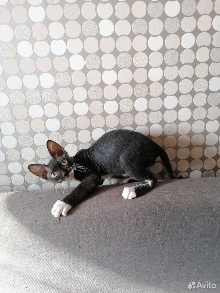 Донской сфинкс мальчик