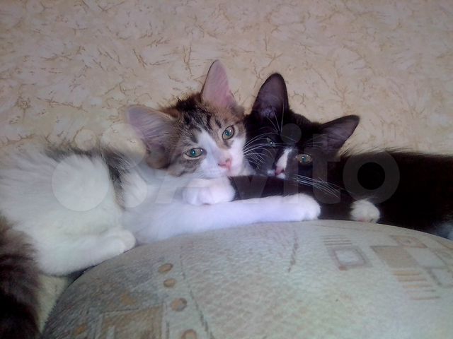 Кошка василиса