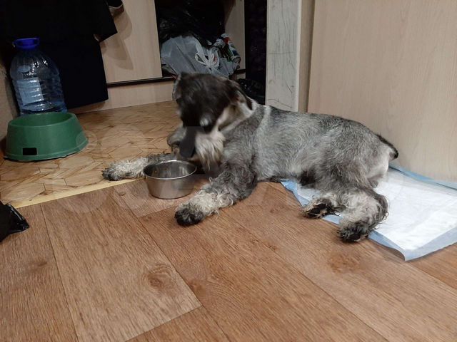 Миттельшнауцер