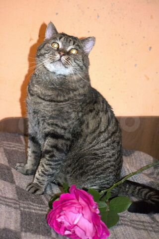 Кот в добрые руки