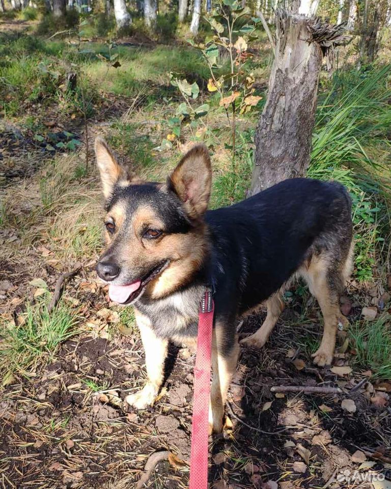 Небольшой пёсик в дар