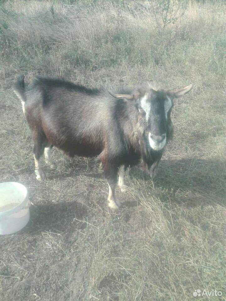 Козел для вязки