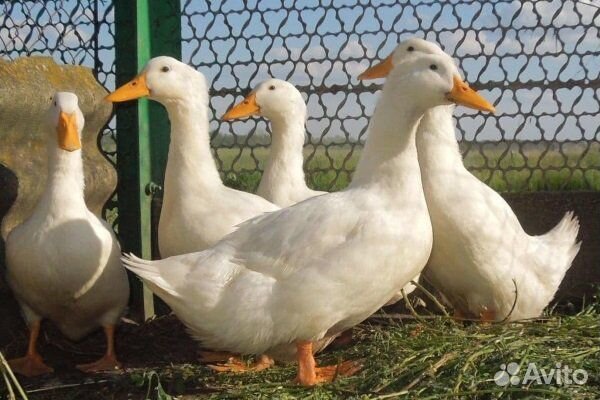 Инкубационное яйцо утки Стар 53 (Россия)